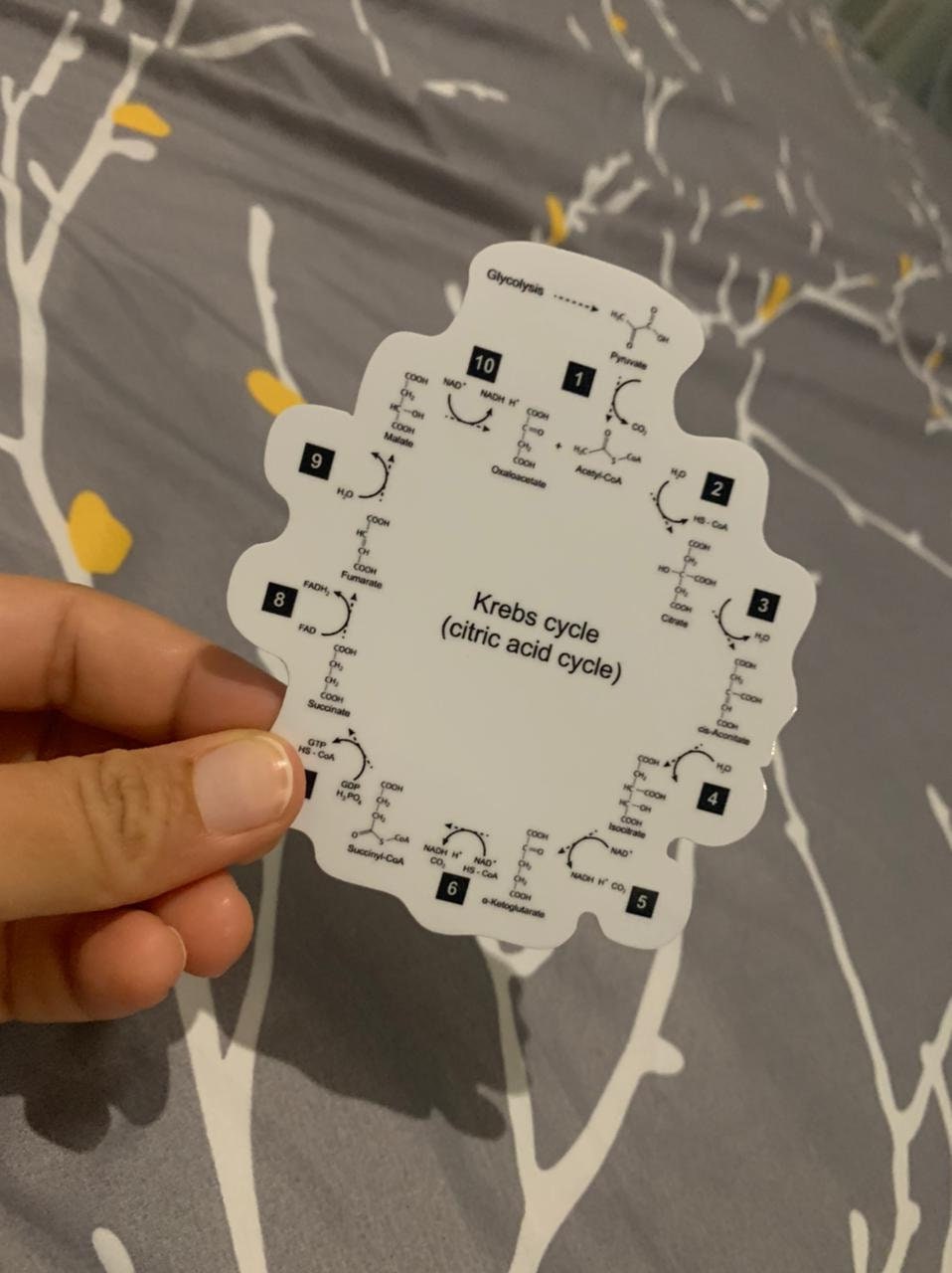 Krebs Cycle Waterproof Vinyl Sticker-glycolysis Vinyl Sticker-chemistry ...