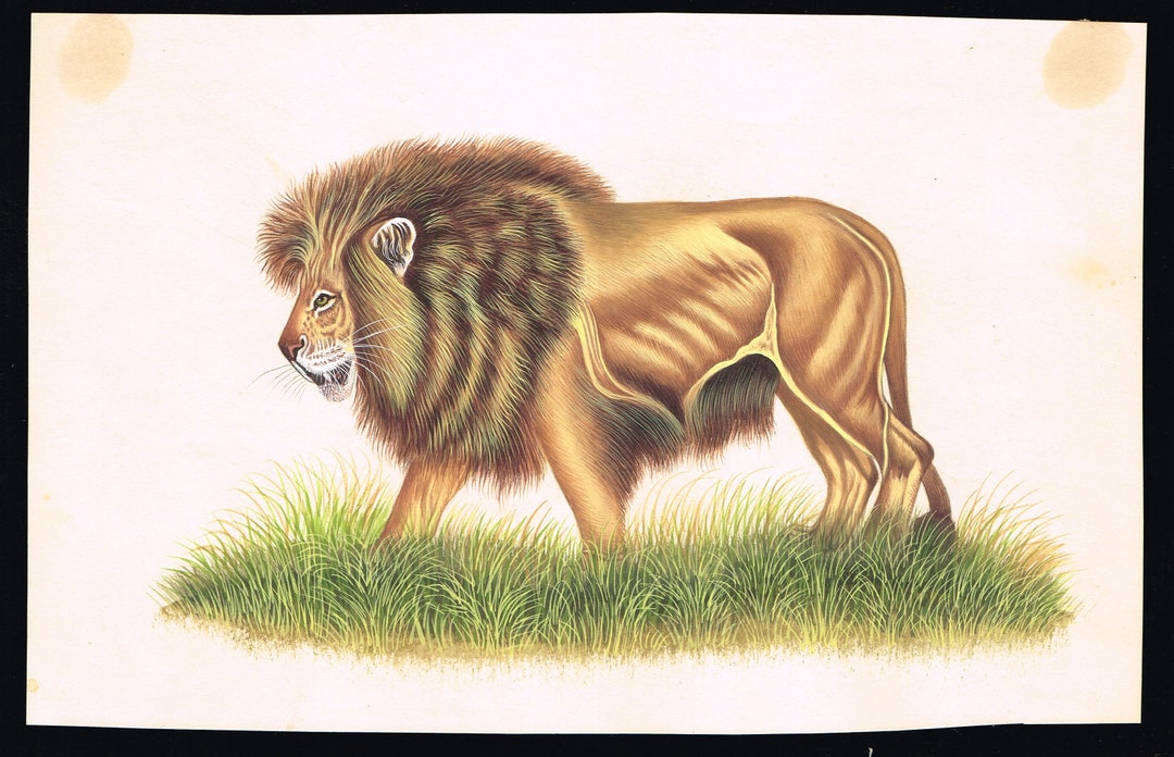 Lion Painting Hand Miniature Animal Art on Paper 10x6.5 Inches | Wild ...