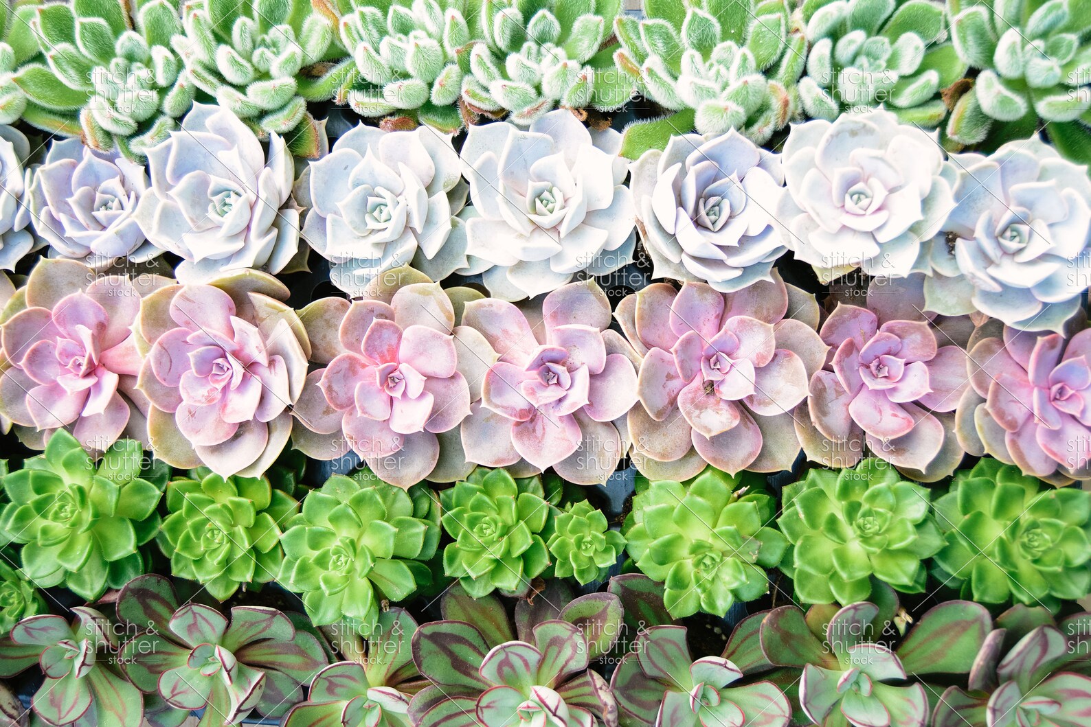 Rows of Succulents Styled Stock Photo for Instagram | Social Media or ...