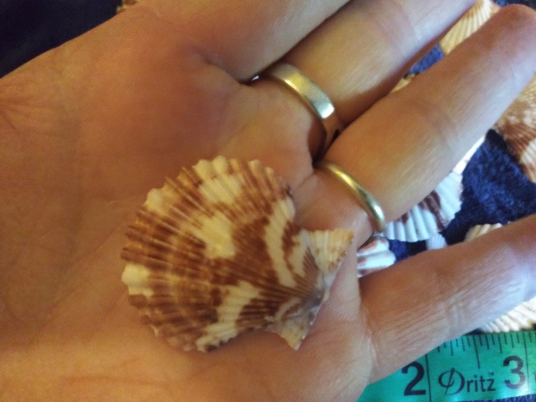 Sanibel Island Scallop Shell Herb Scoops: Crafting Shells, Set of 6 - Etsy