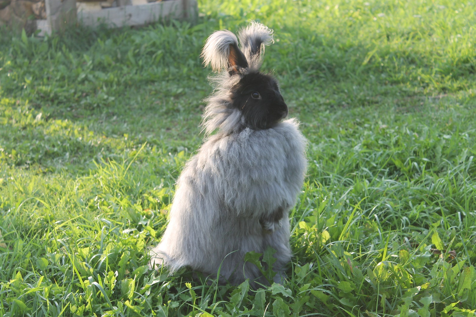Raw Rabbit Fiber in Dark Grey Color for Spinning, Felting Projects ...