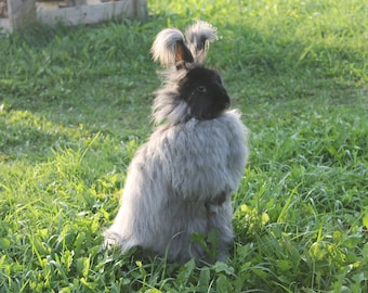 Angora Rabbit Raw Fiber Cream White Color German Angora Rabbit Fiber ...