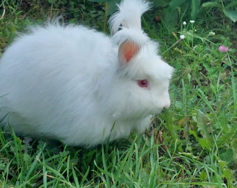 Angora Rabbit Raw Fiber Cream White Color German Angora Rabbit Fiber ...