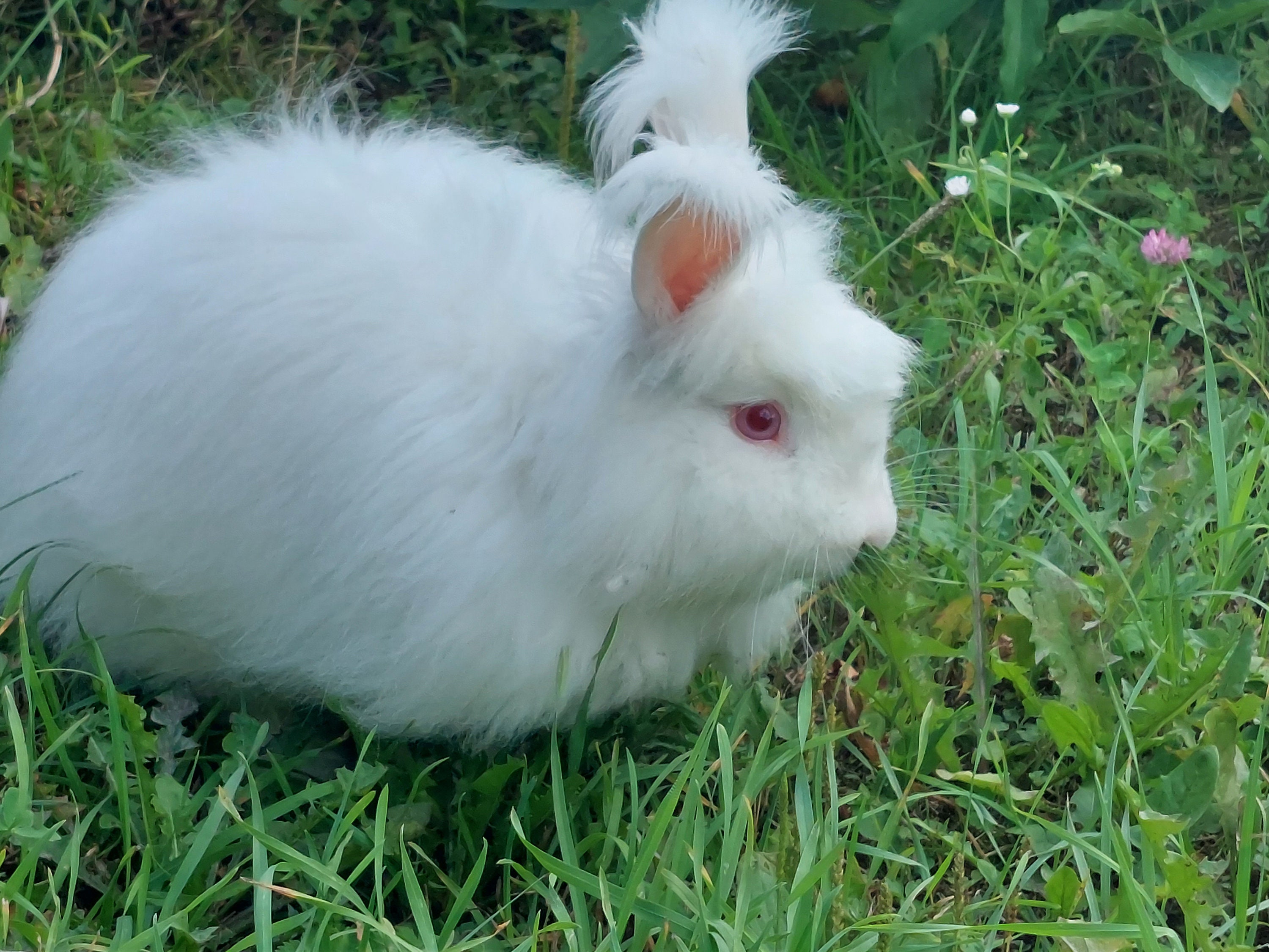 Angora Rabbit Fiber, Raw Fiber in White for Spinning, Felting Projects ...