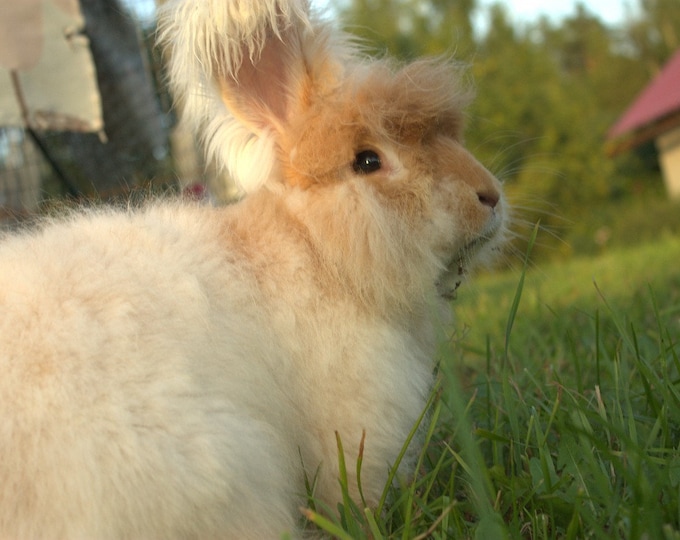 Angora Rabbit Raw Fiber Cream White Color German Angora Rabbit Fiber ...