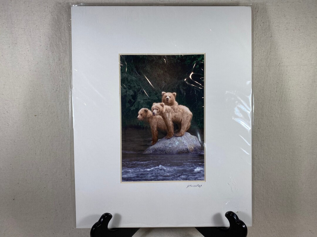 Grizzly Bear Cubs Matted and Signed Color Photograph “waiting for Mama ...