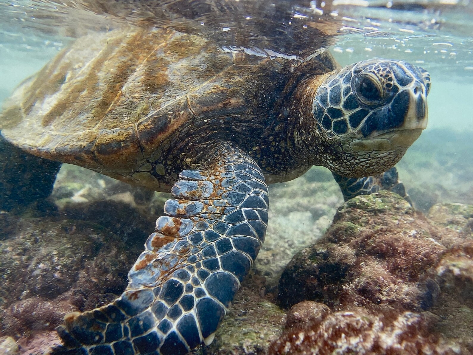 Honu Sea Turtle Hawaii Matted and Signed Color Photograph by - Etsy