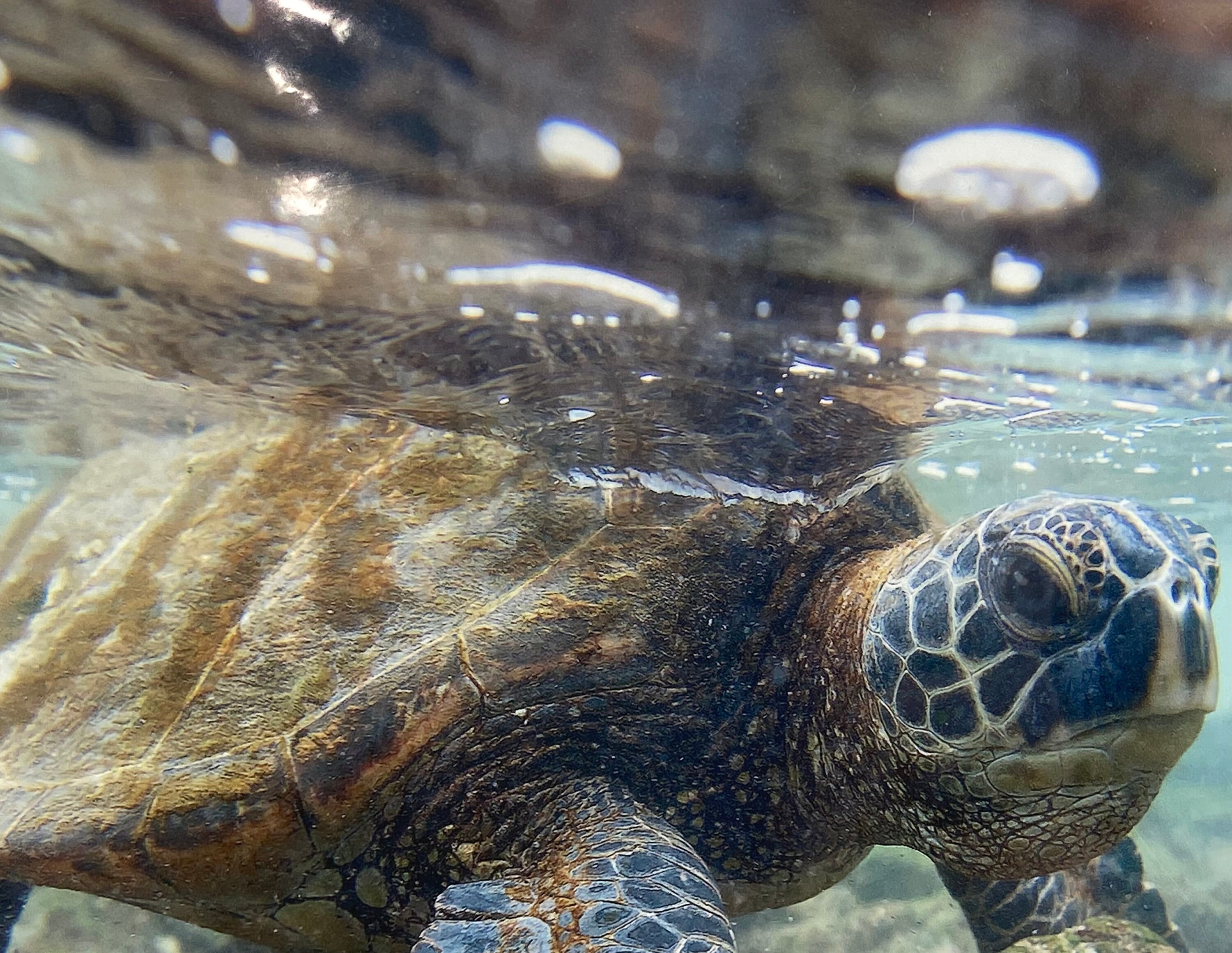 Honu Sea Turtle Hawaii Matted and Signed Color Photograph by - Etsy