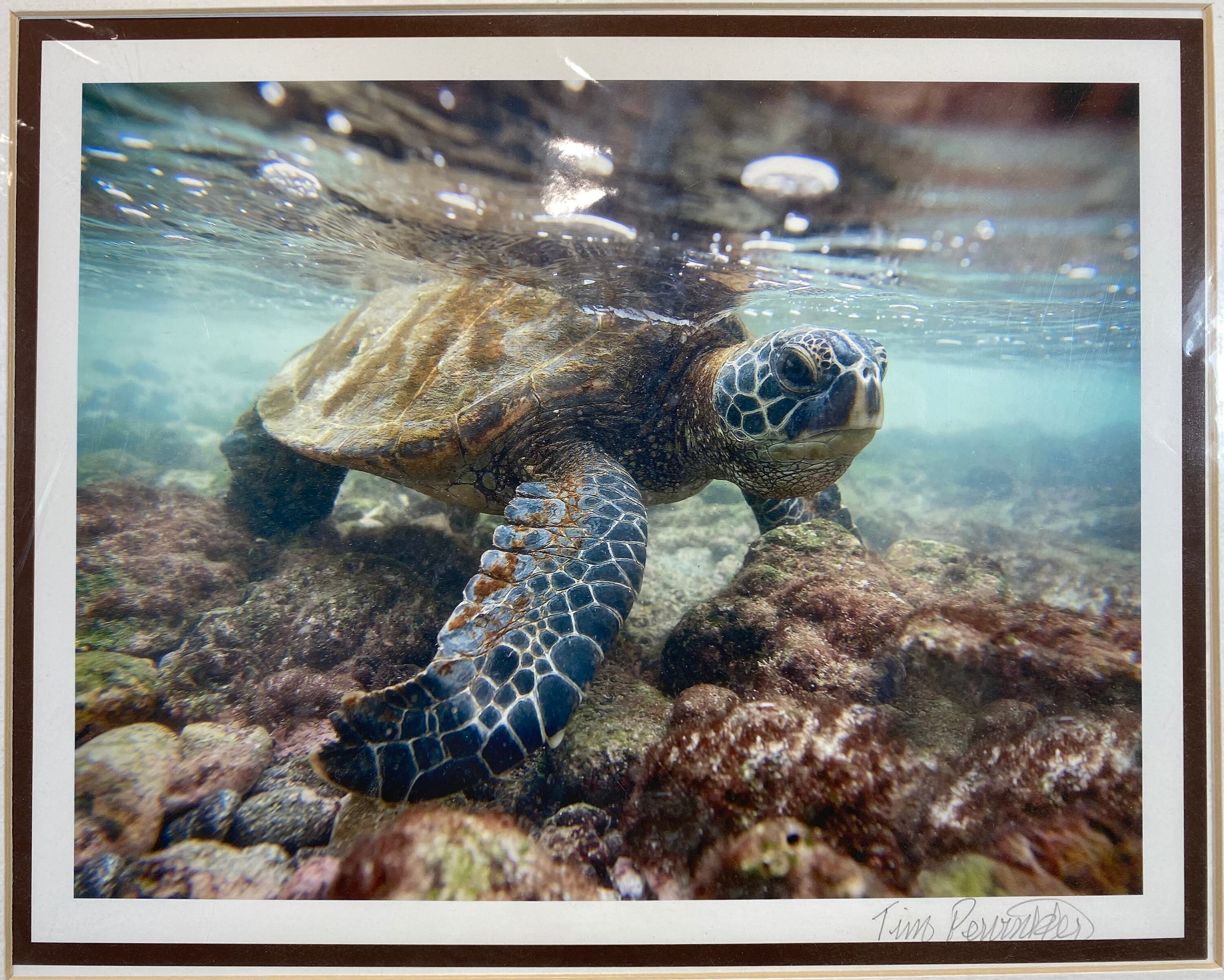 Honu Sea Turtle Hawaii Matted and Signed Color Photograph by - Etsy