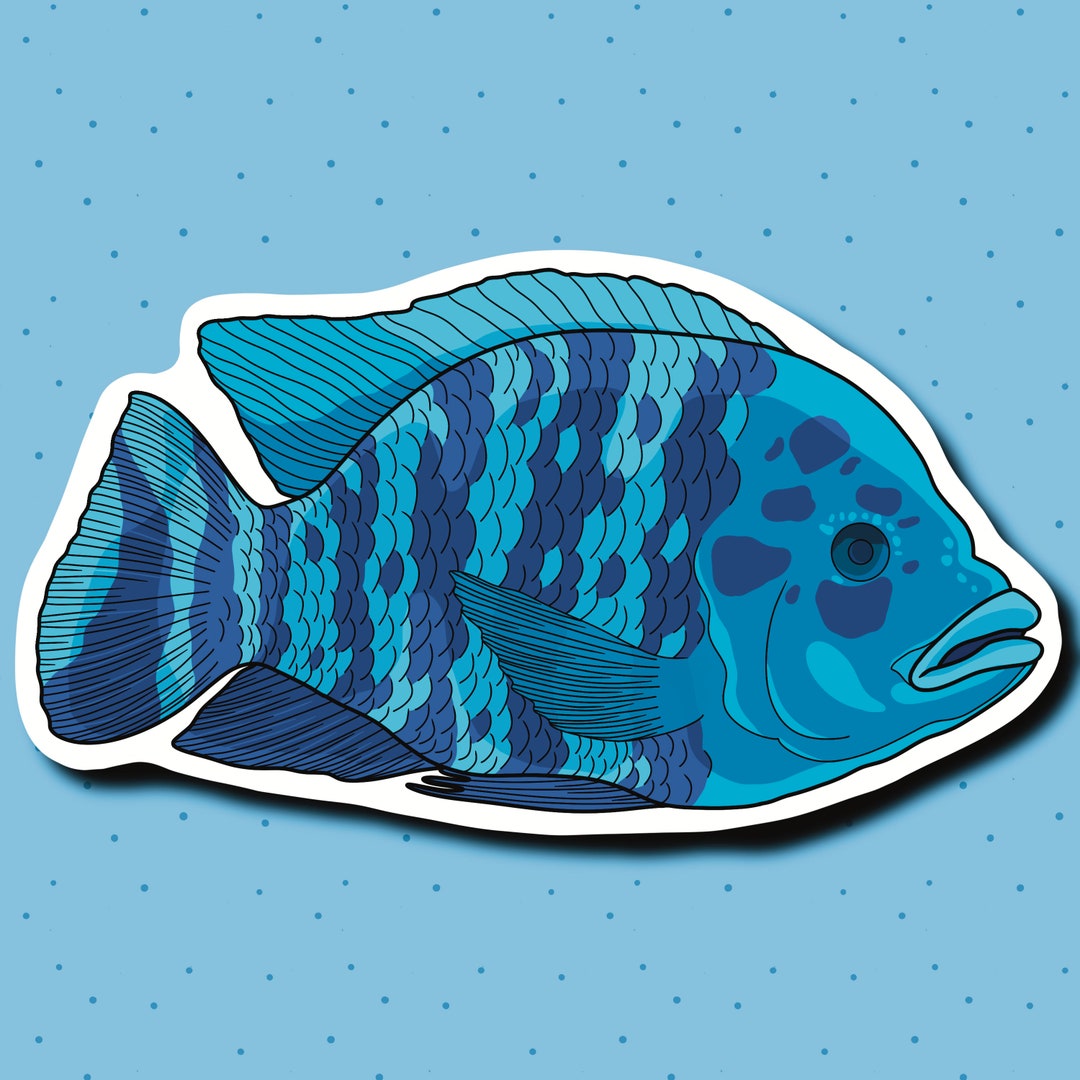 Cool Tilapia Fish Vinyl Sticker 3 Glossy Fish Decal, Great for Fish ...