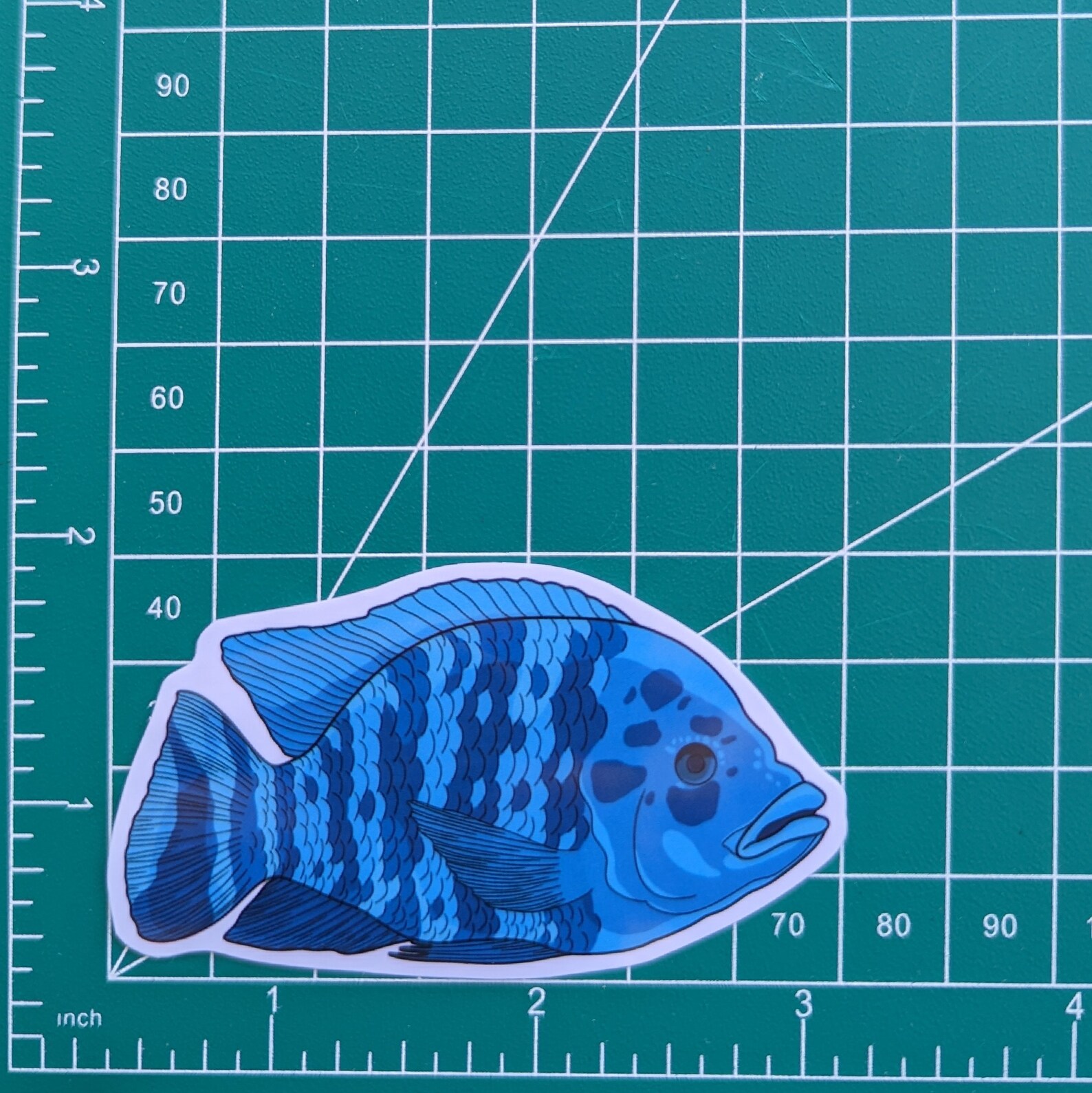 Cool Tilapia Fish Vinyl Sticker 3 Glossy Fish Decal, Great for Fish ...