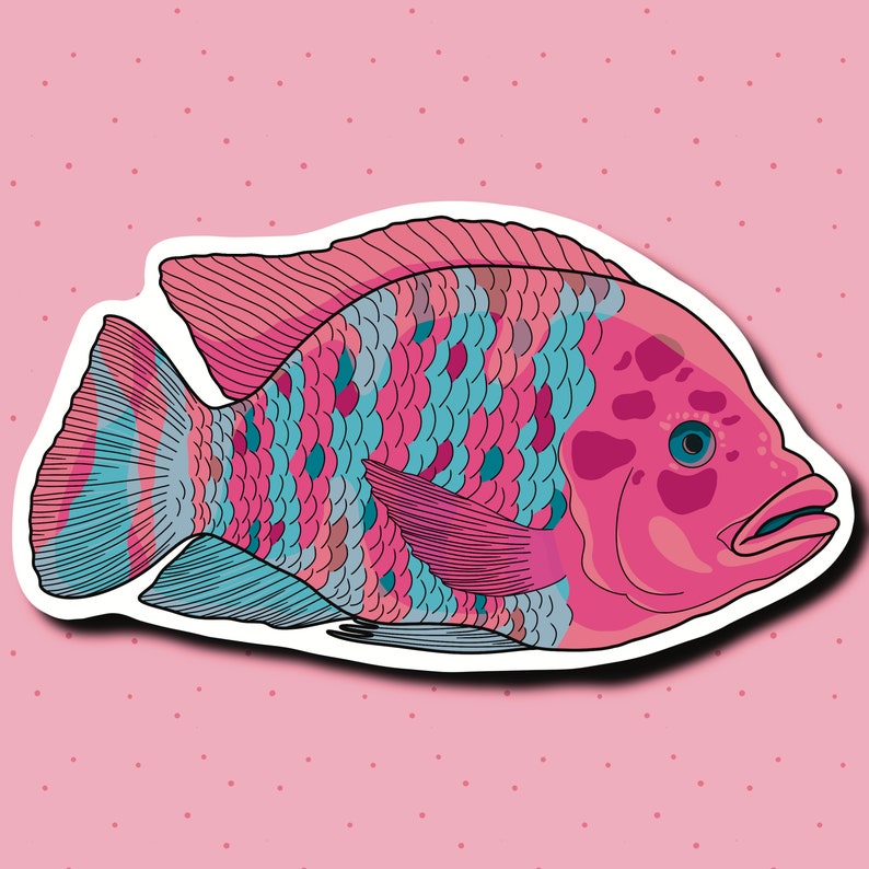 Cool Tilapia Fish Vinyl Sticker 3 Glossy Fish Decal, Great for Fish ...
