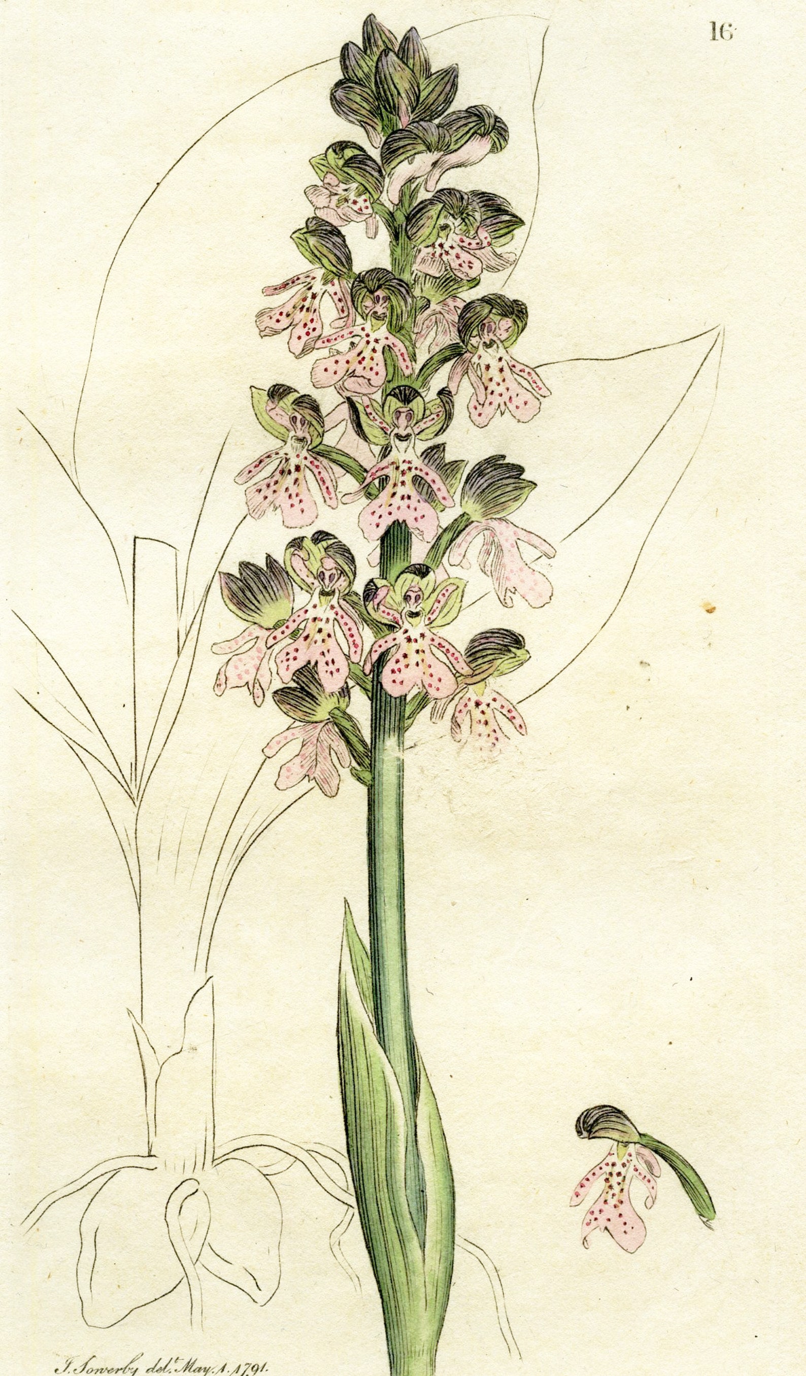 Botanical Print Aromatic Orchis 'orchis Conopsea' - Etsy