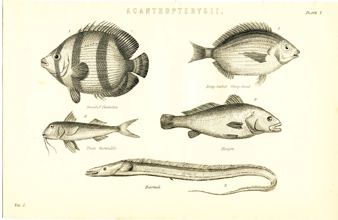 Antique Natural History Marine Life Fish Print, Marine Biology ...
