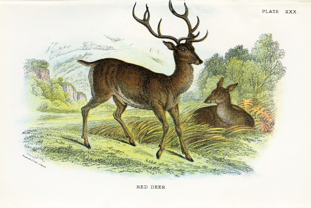 Antique Natural History Print 'red Deer' 1896, Vintage Wildlife ...