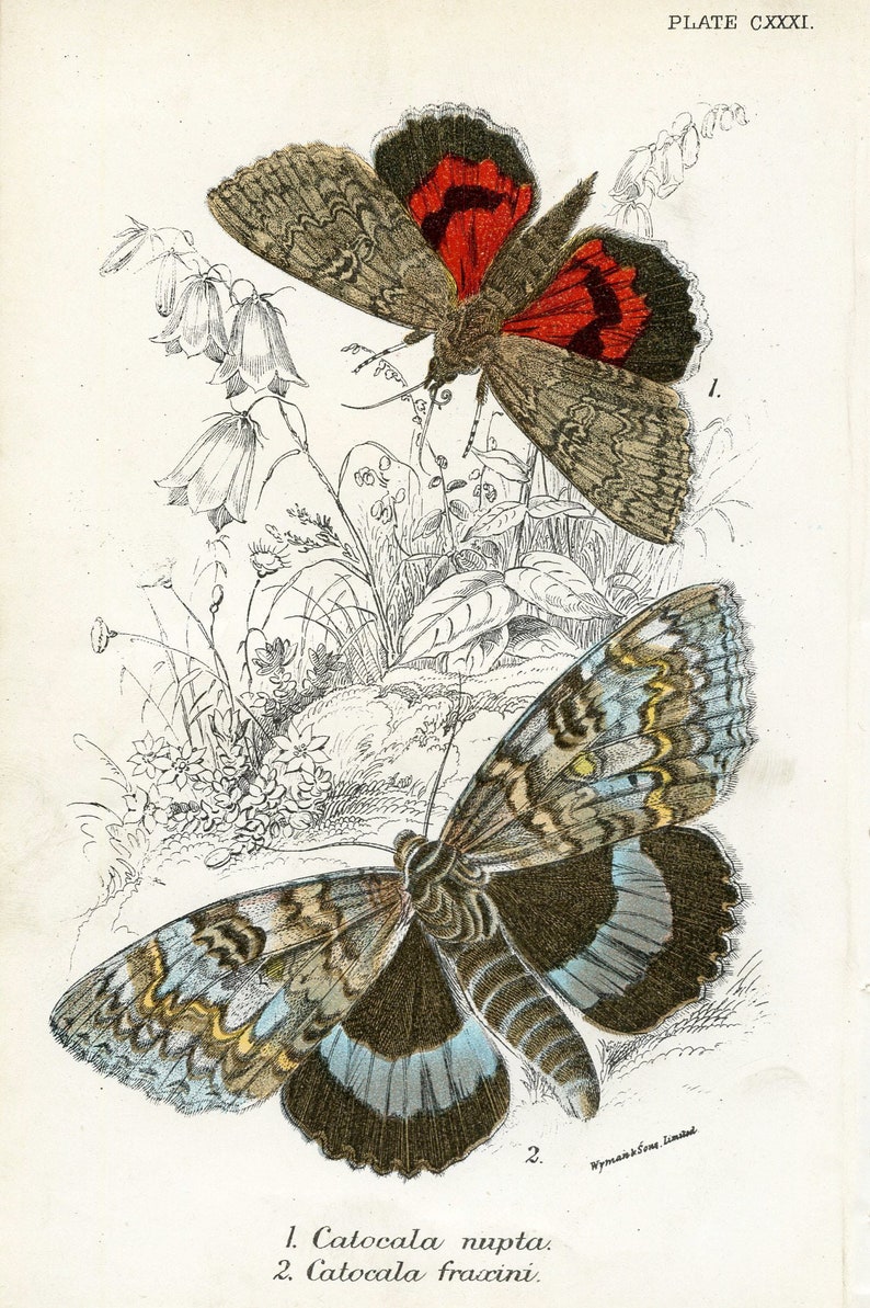 Antique Natural History Moth Print Vintage Insect Entomology | Etsy