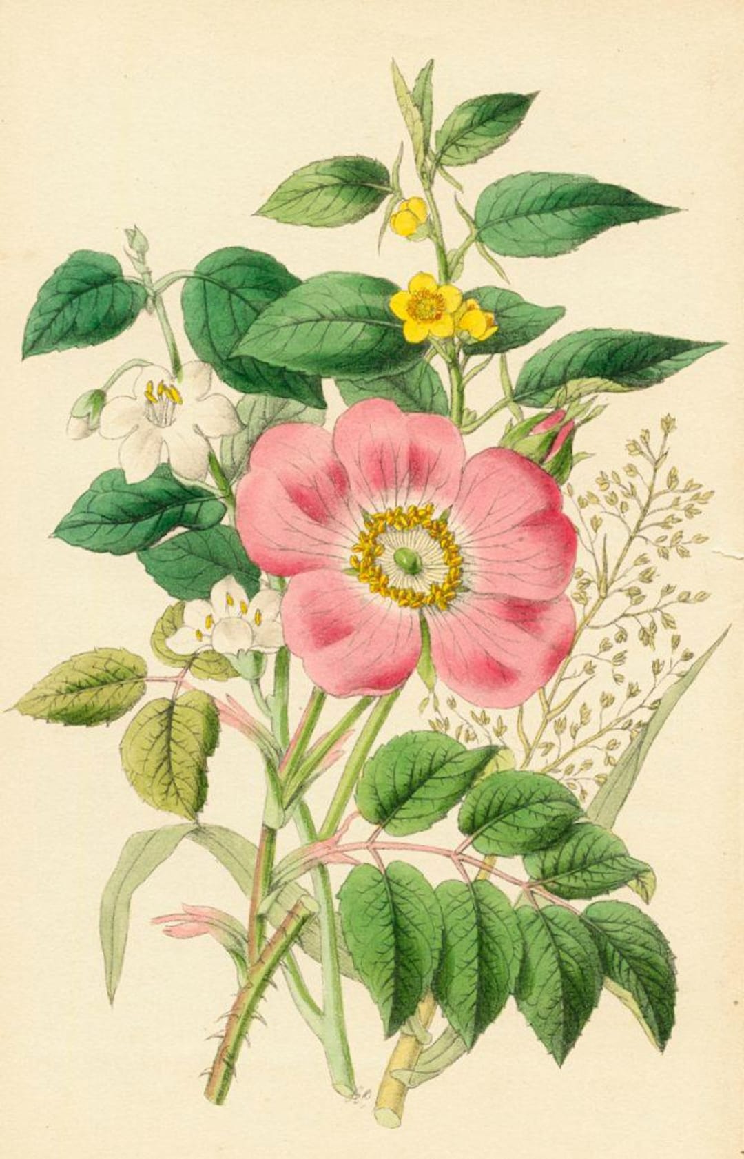 Antique Botanical Hand Coloured Print 'flowers From the Holy Land' 1851 ...