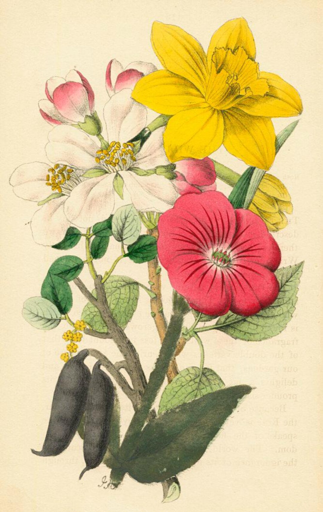 Antique Botanical Hand Coloured Print 'flowers From the Holy Land' 1851 ...