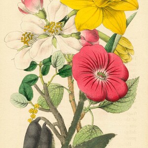 Antique Botanical Hand Coloured Print 'flowers From the Holy Land' 1851 ...