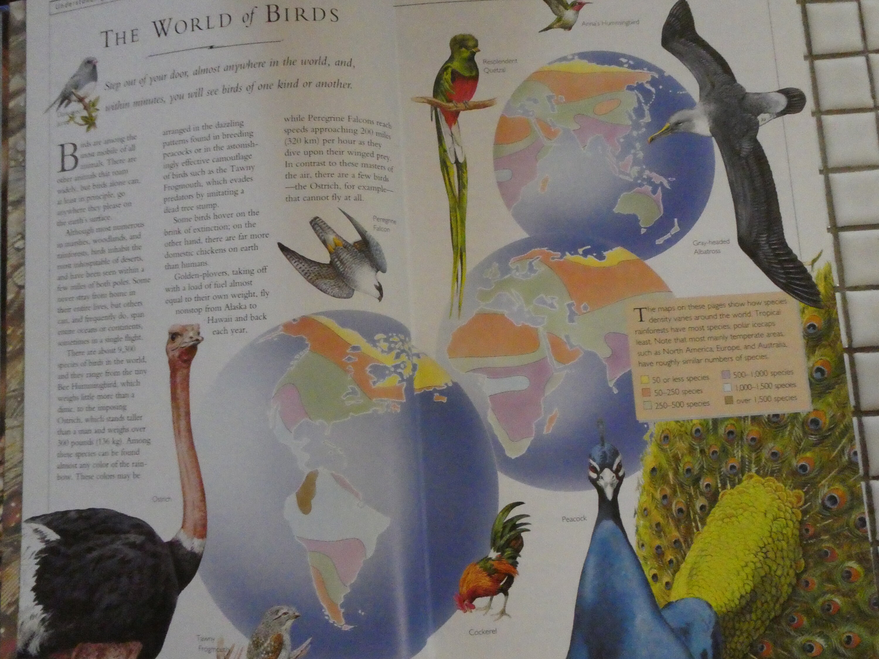 A Guide to Birding Forshaw, Et Al. Pub 2003 Illustrated Hardcover 288 ...
