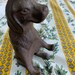 Labrador Zen Figurine - Etsy
