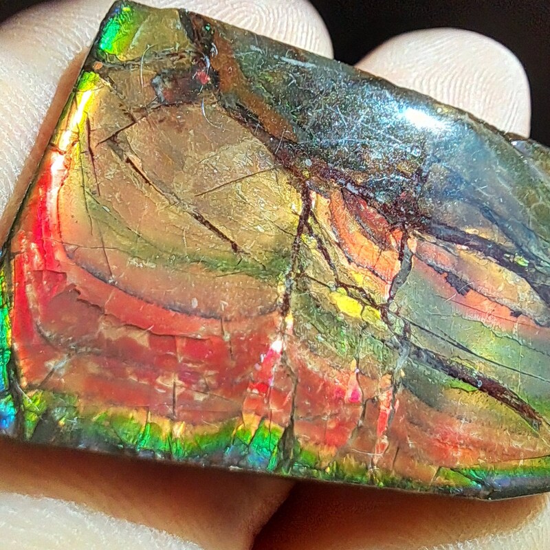 Canadian Ammolite - Etsy