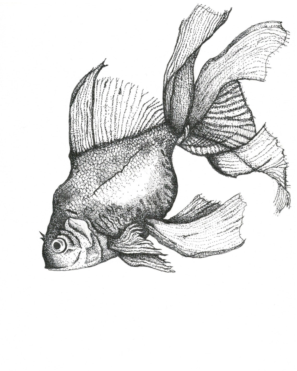 Goldfish Ink Print 8x10 - Etsy