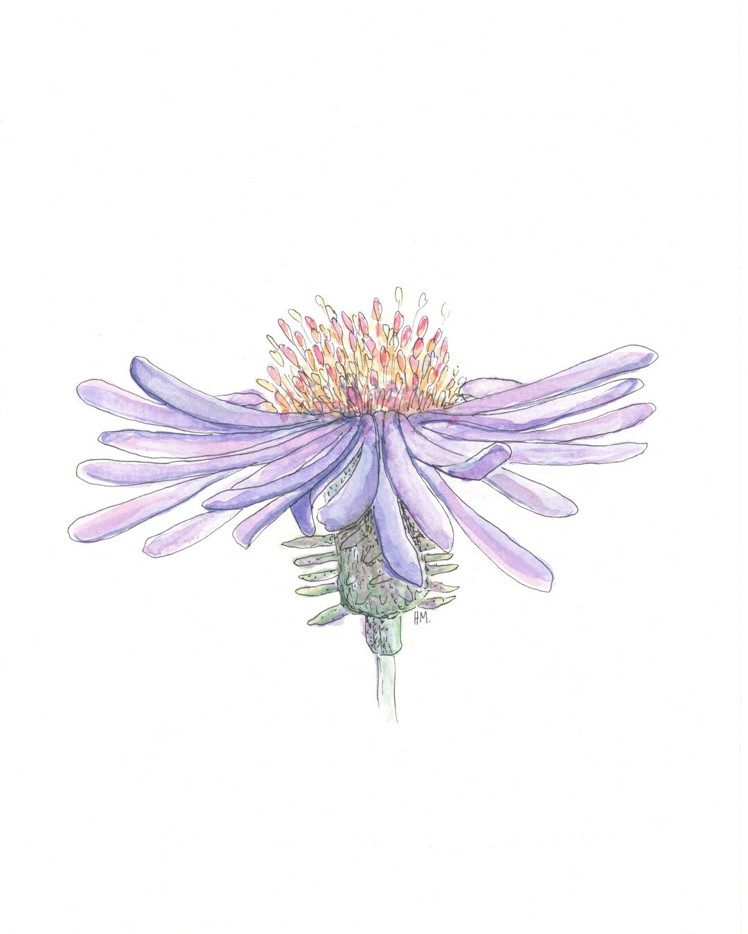 Aster - Watercolor Print (8x10) - Etsy