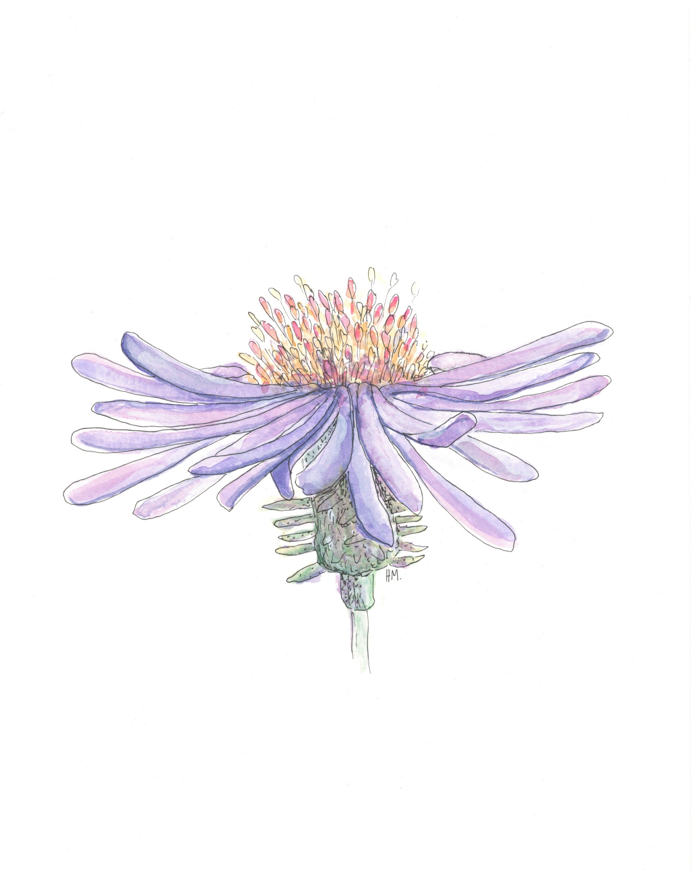 Aster - Watercolor Print (8x10) - Etsy