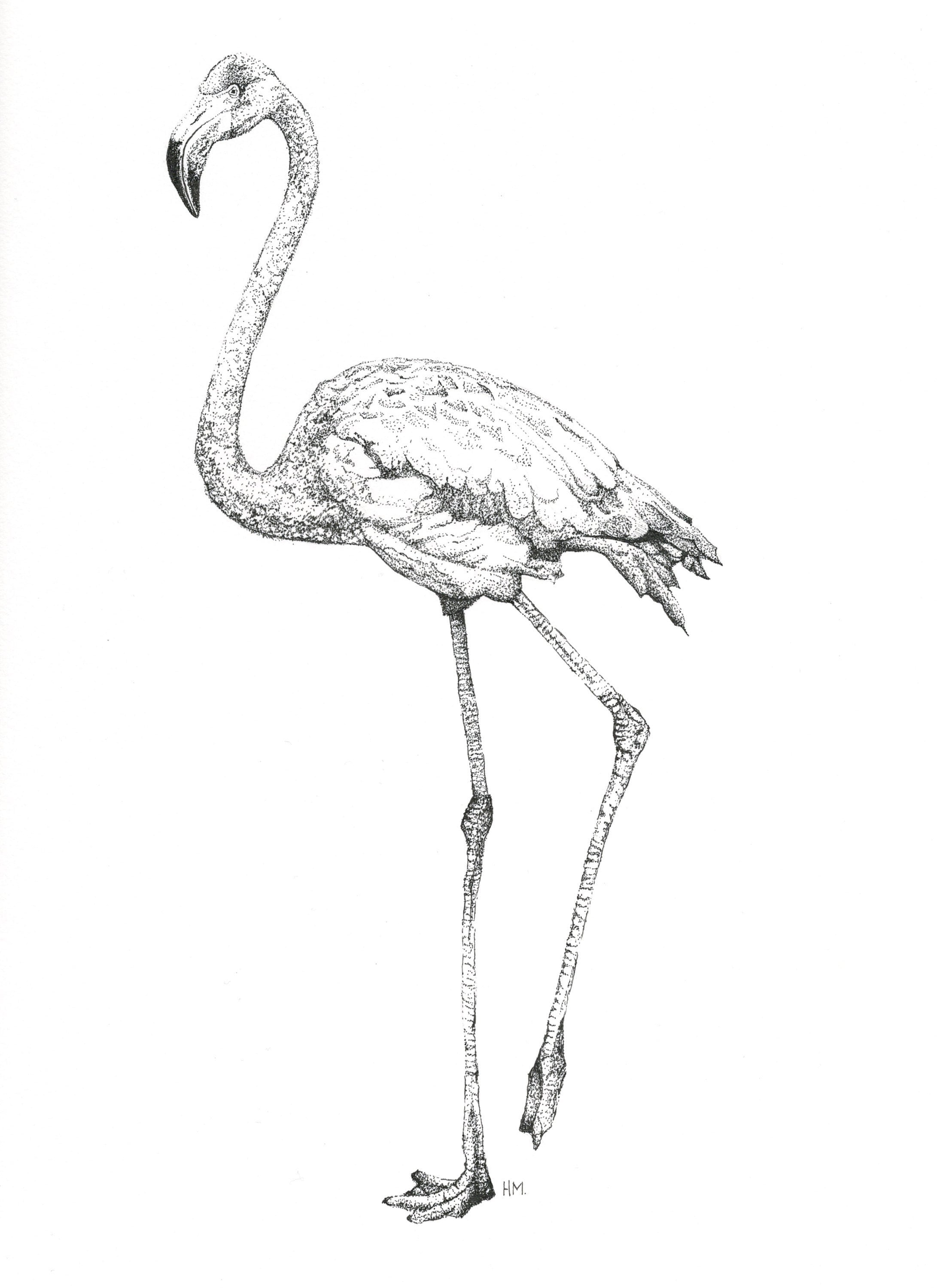 Flamingo - Ink Print (8x11) - Etsy