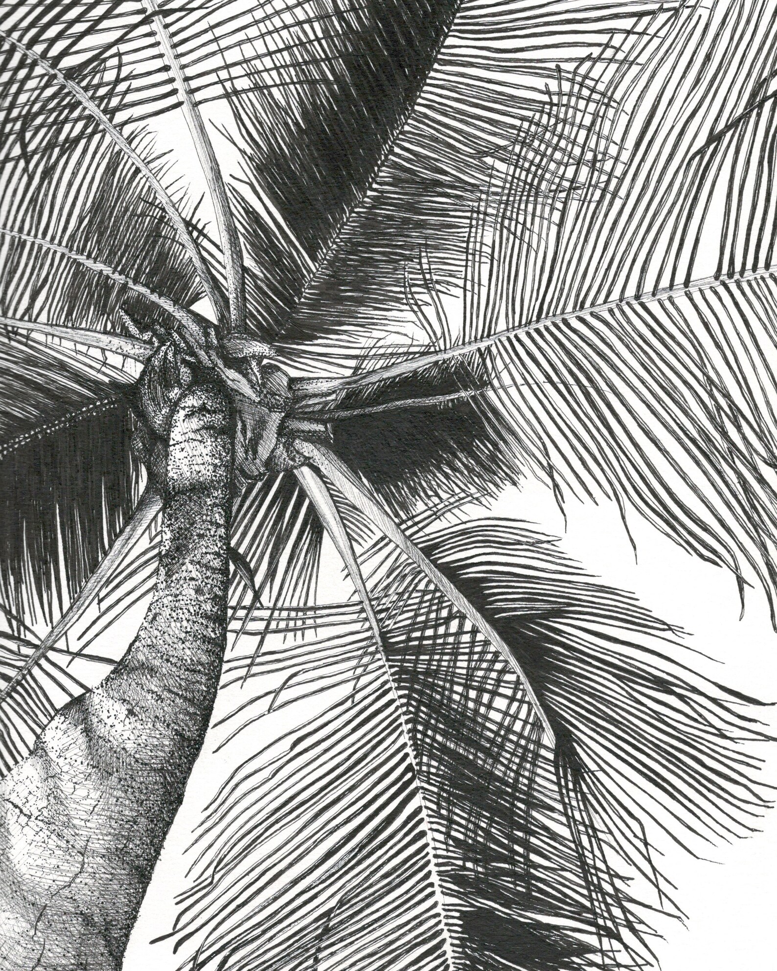 Close up Palm Tree - Ink Print (8x10) - Etsy