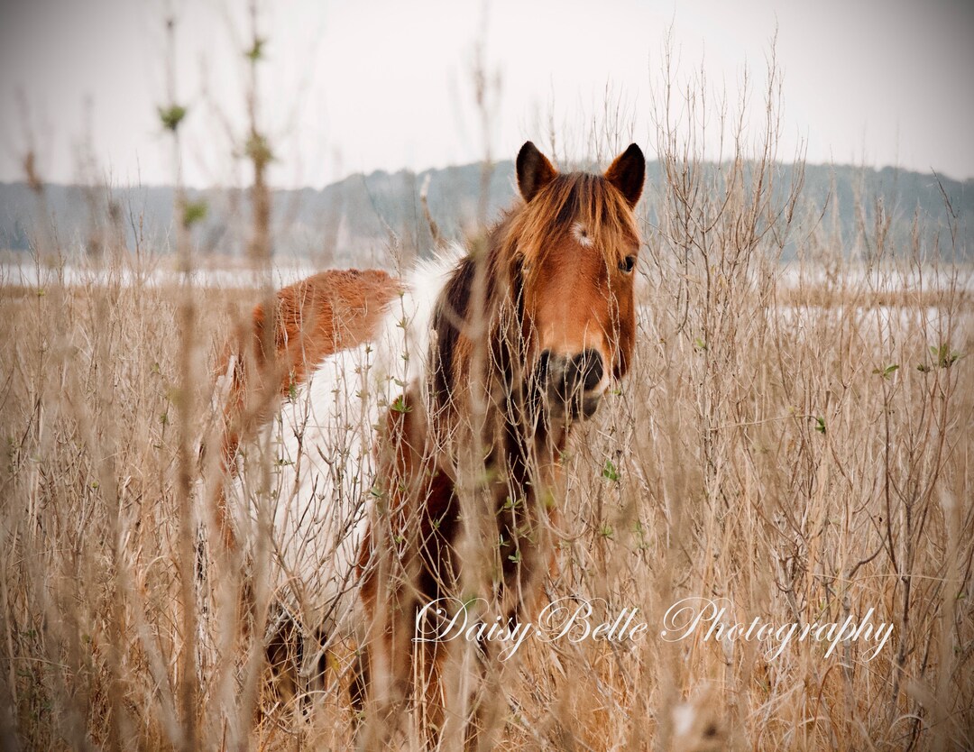 Wild Horses Ponies Print Fine Art Photography Photo Horse Pony in the ...