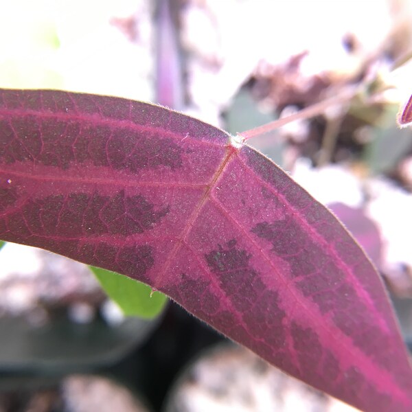 Butterfly Wing Plant - Etsy