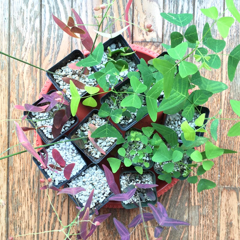 Butterfly Wing Plant - Etsy