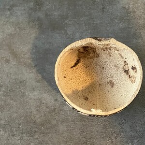 Zapotec Carved Gourd Jícara With Toad - Oaxaca Mezcal En El Agua De Los ...