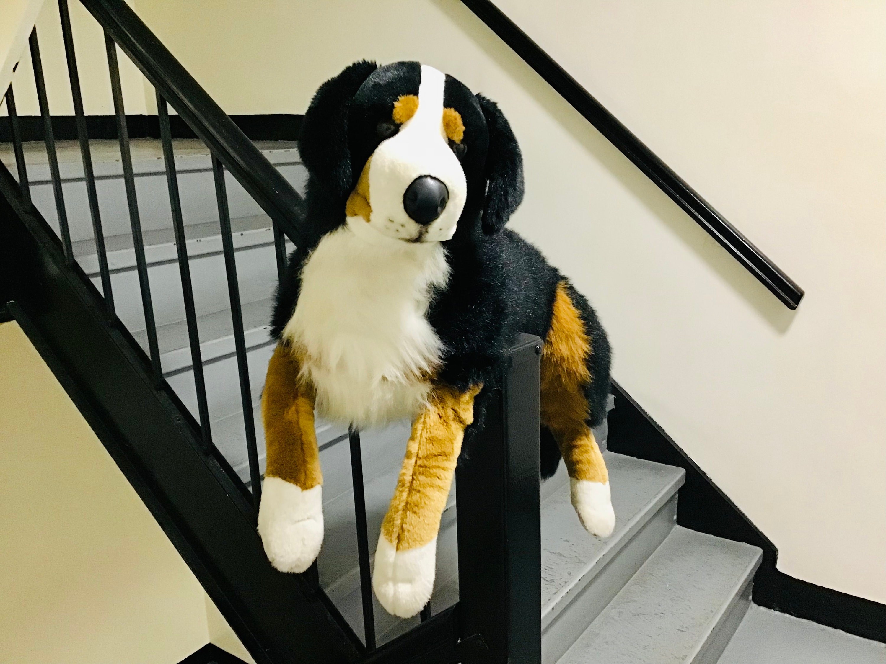 Vintage E&J Classic Prima Collection 40 Large Realistic Bernese Mountain Dog Stuffed Plush - Etsy