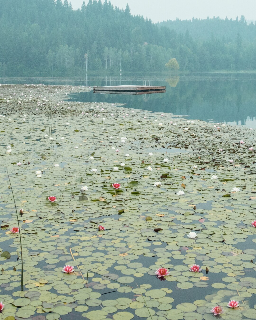 Water Lilies - Landscape Photography, Modern Decor, Fine Art ...