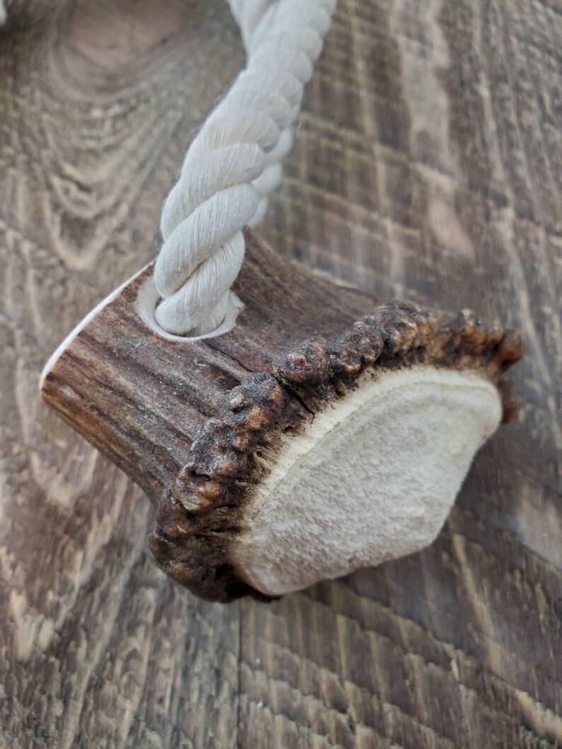 Elk Antler Dog Tug and Retrieval Rope Toy Naturally Shed | Etsy