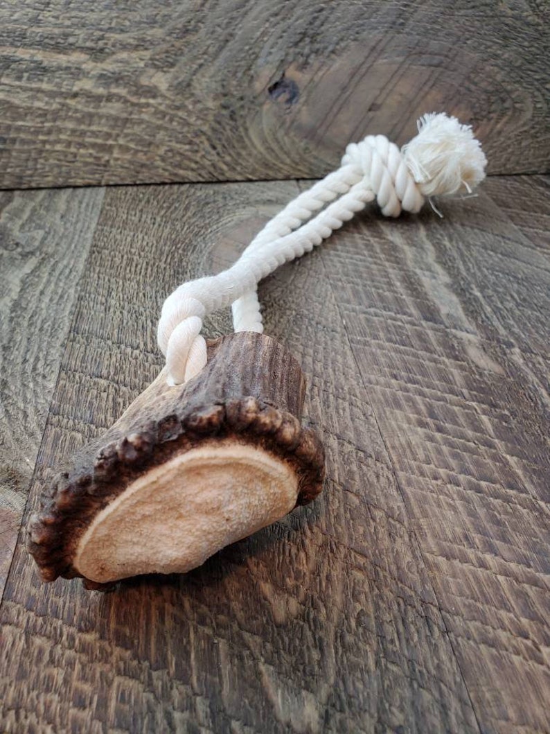 Elk Antler Dog Tug and Retrieval Rope Toy Naturally Shed | Etsy