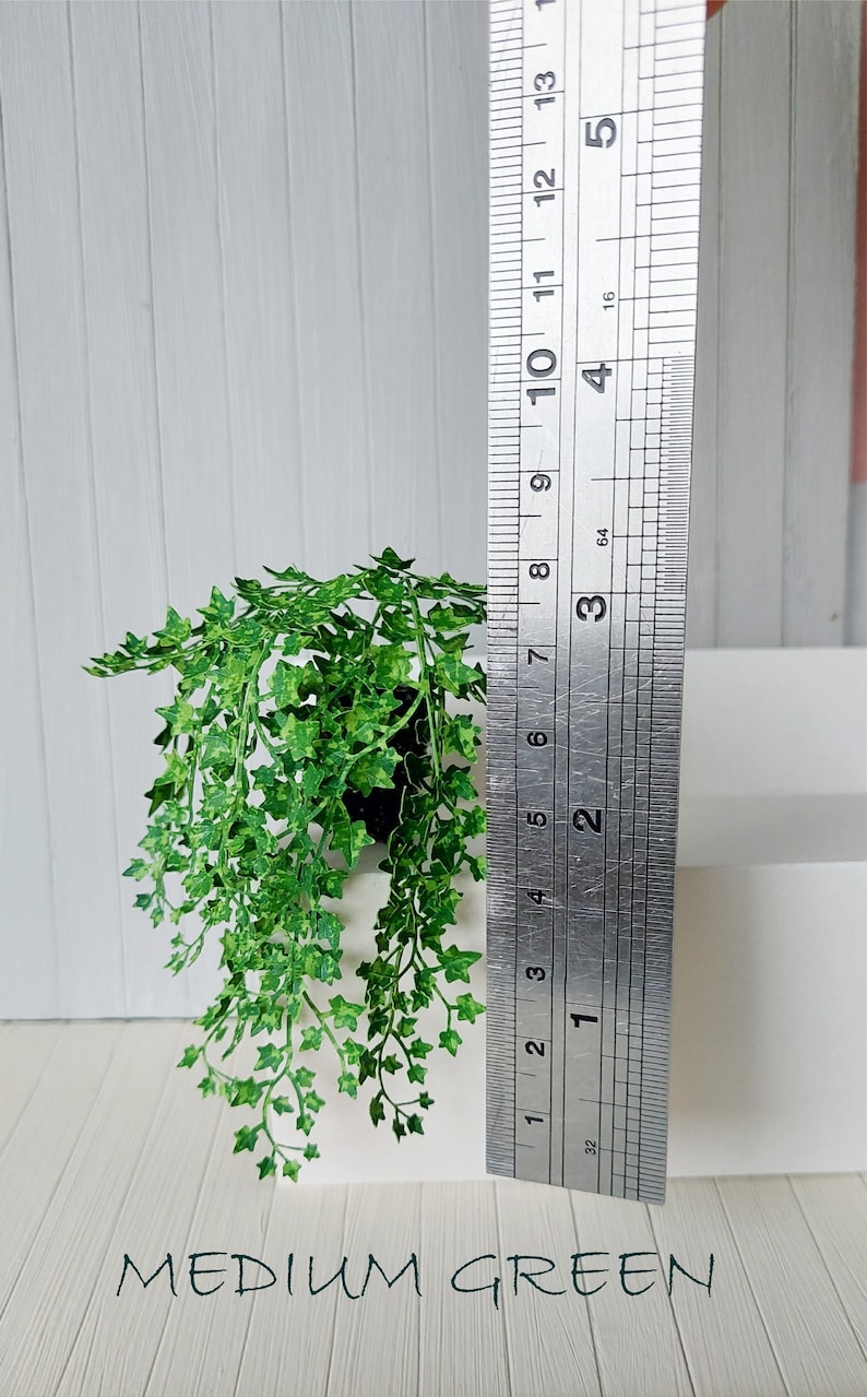 KIT Miniature Climbing Ivy Flower Plant medium Green Garden - Etsy