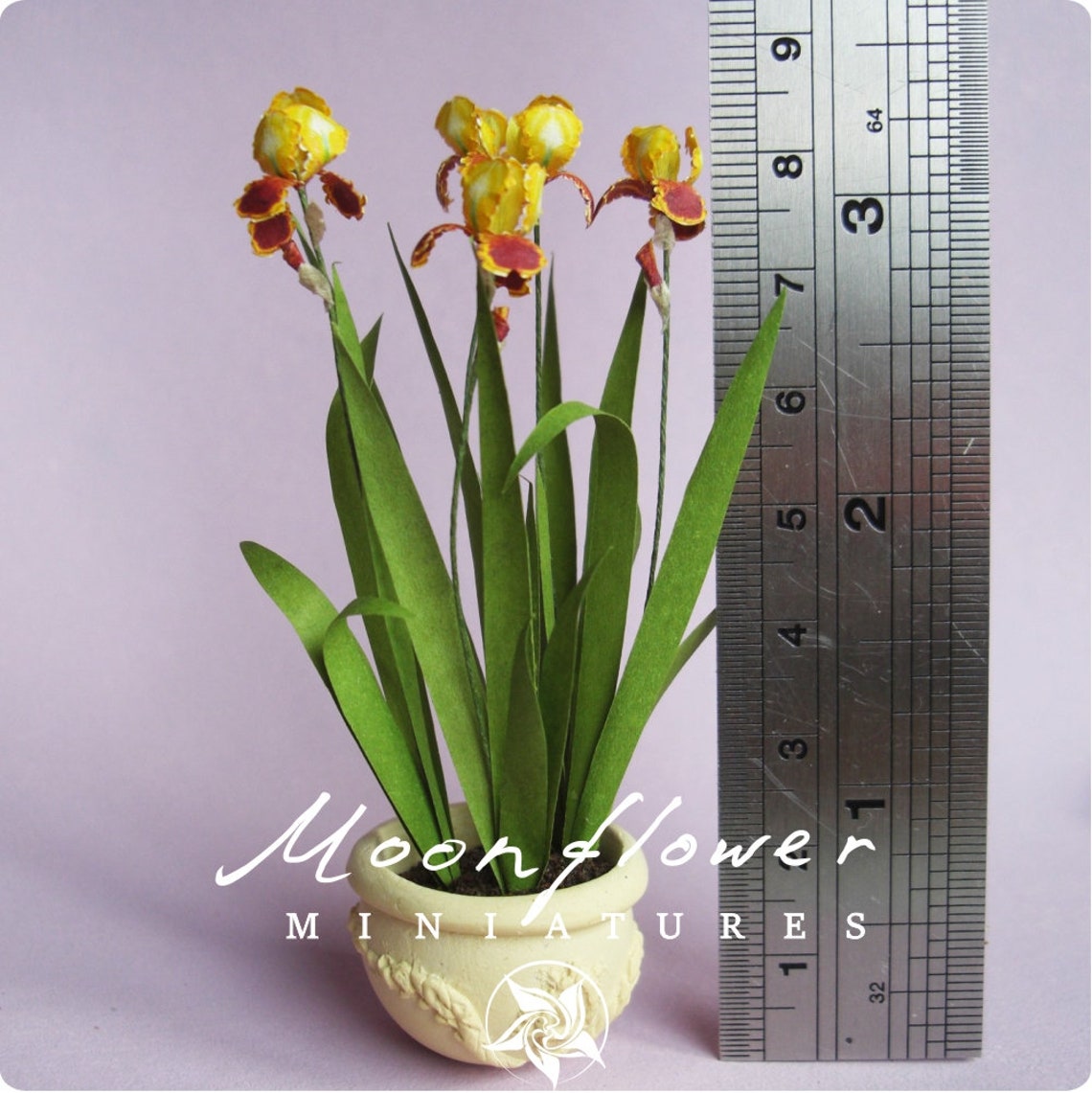 Miniature Kit yellow Rust Bearded Iris Garden - Etsy