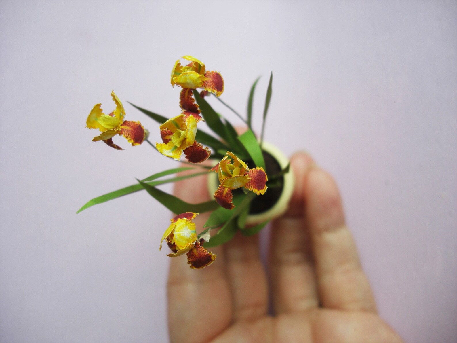 Miniature Kit yellow Rust Bearded Iris Garden - Etsy