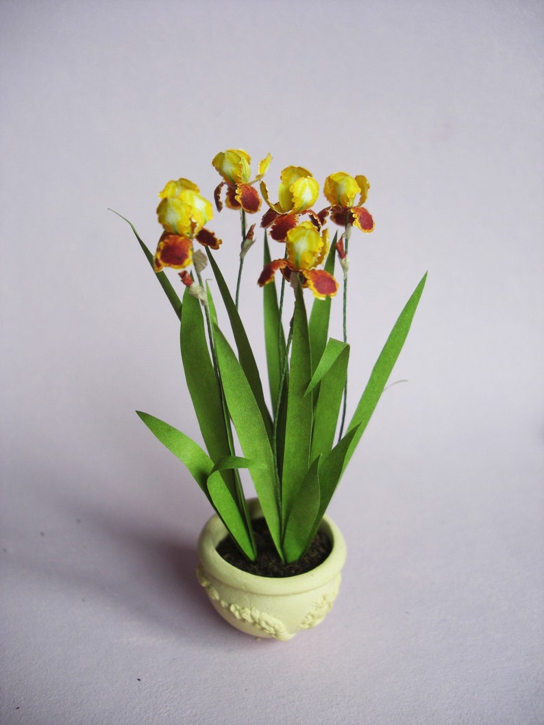 Miniature Kit yellow Rust Bearded Iris Garden | Etsy