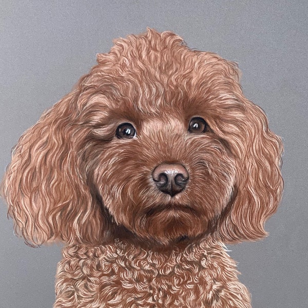 Maltipoo Drawing - Etsy