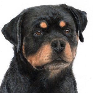 Pet Portrait Drawing Commission - Capture Your Beloved Pet's ...