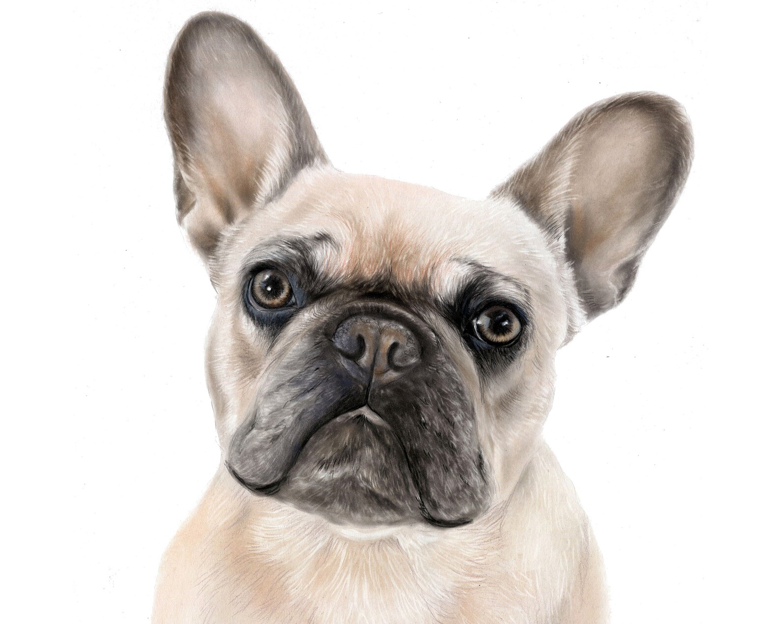 Custom Pet Portrait / Colored Pencils Hand Drawn Pet Portrait - Etsy