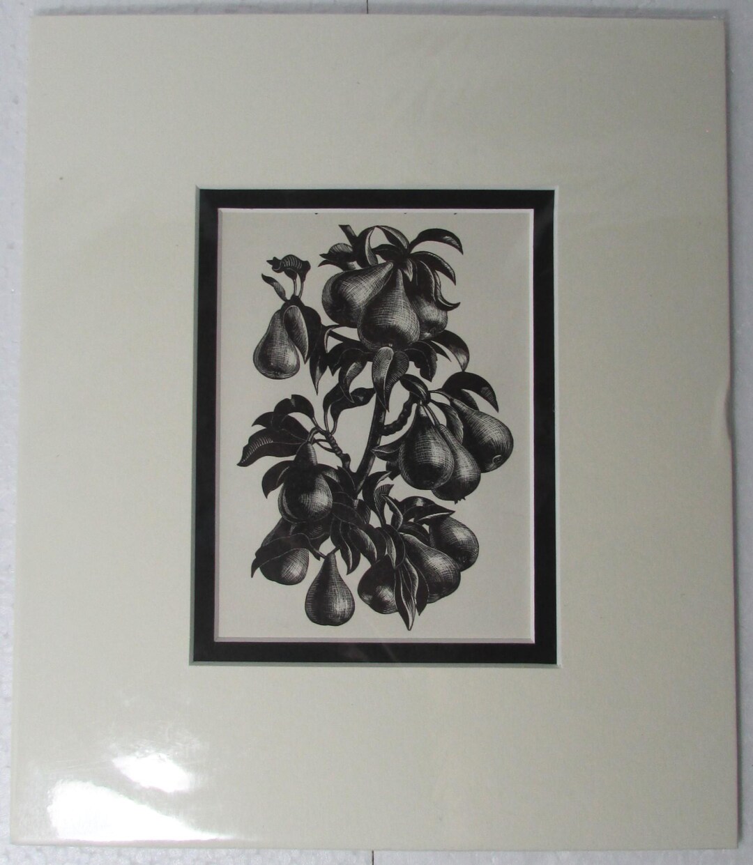 Vintage, Clare Leighton, Pears. Lithograph Print of a Wood Engraving ...