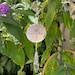 Dandelion Crystal Sun Catcher Mobile - Etsy