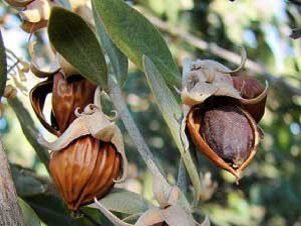 10 Jojoba Seeds simmondsia Chinensis - Etsy