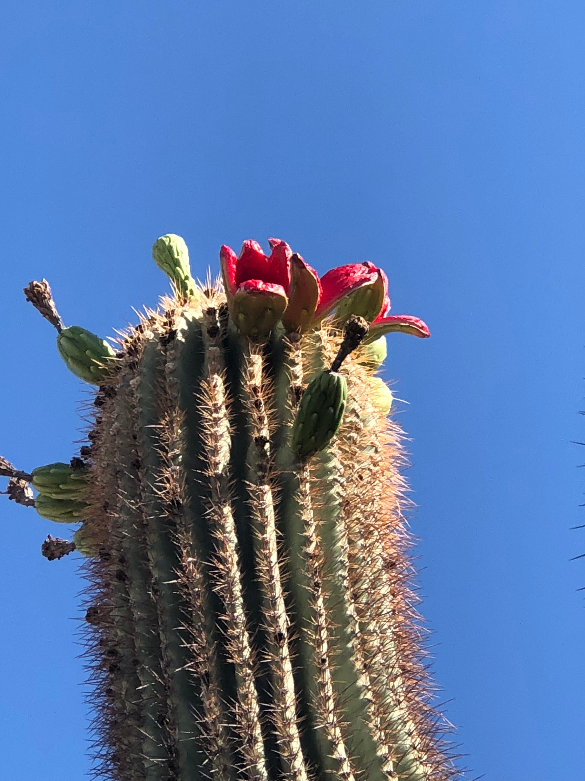 Saguaro Cactus Red Flower